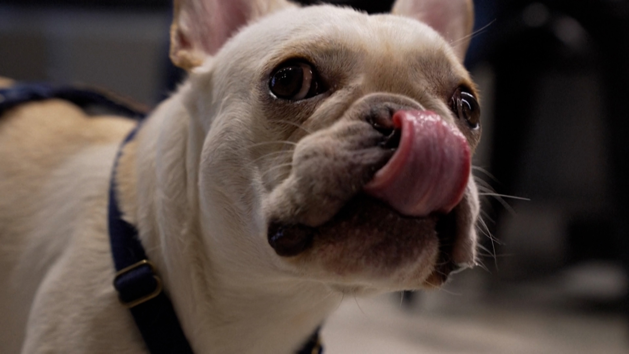 Pet-Friendly Mooncakes Bring Dogs to the Mid-Autumn Table