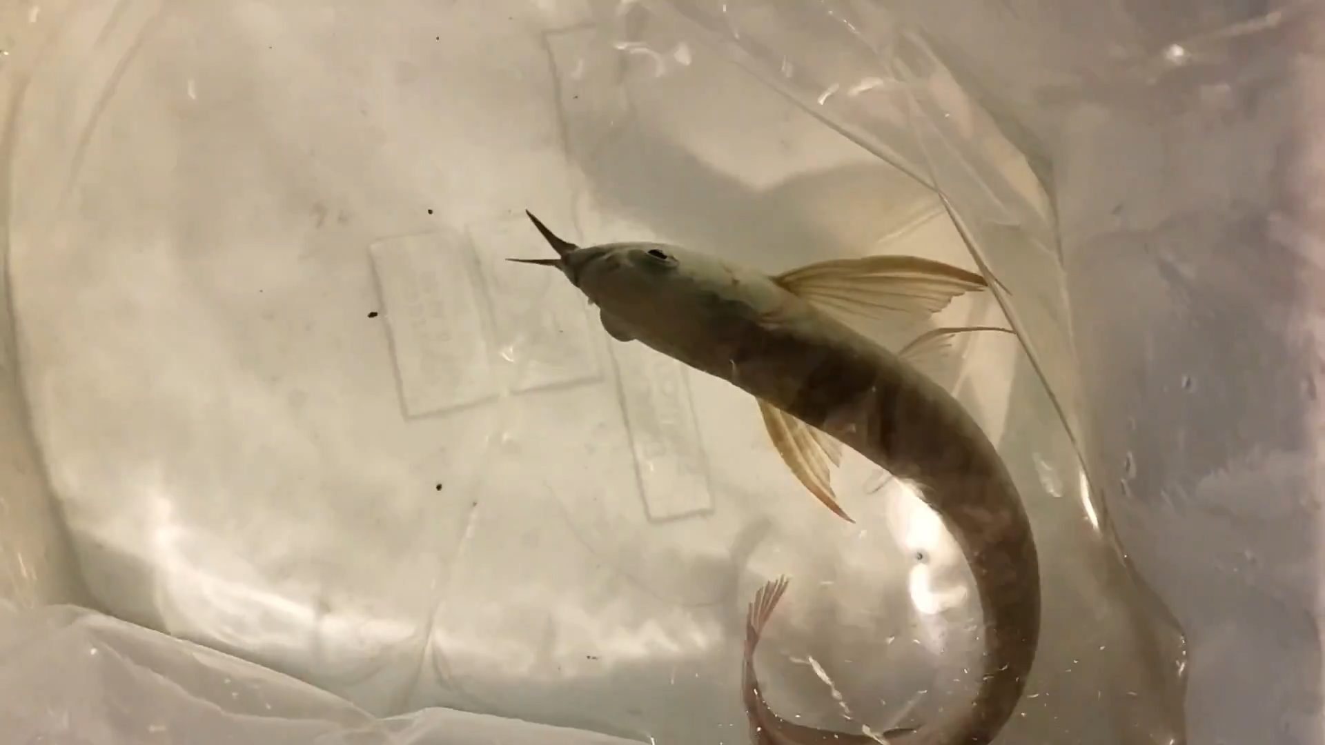 Giant Dragon Fish Becomes The Star Of My Tank