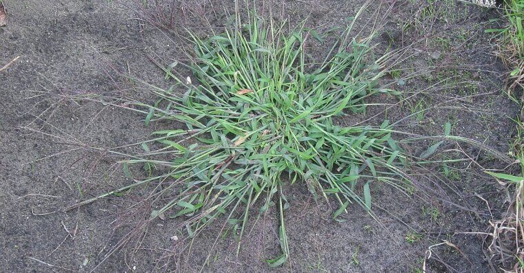 Identify and Manage the Most Common Garden Weeds