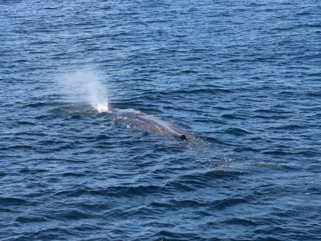 Progetto “Life Conceptu Maris”, due giorni di attività nel Santuario ...