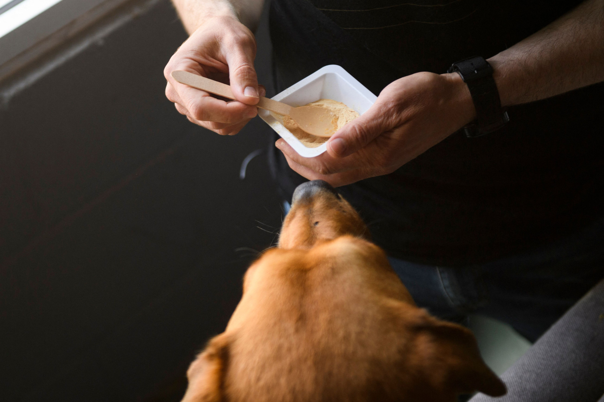 These foods are poisonous for your dog