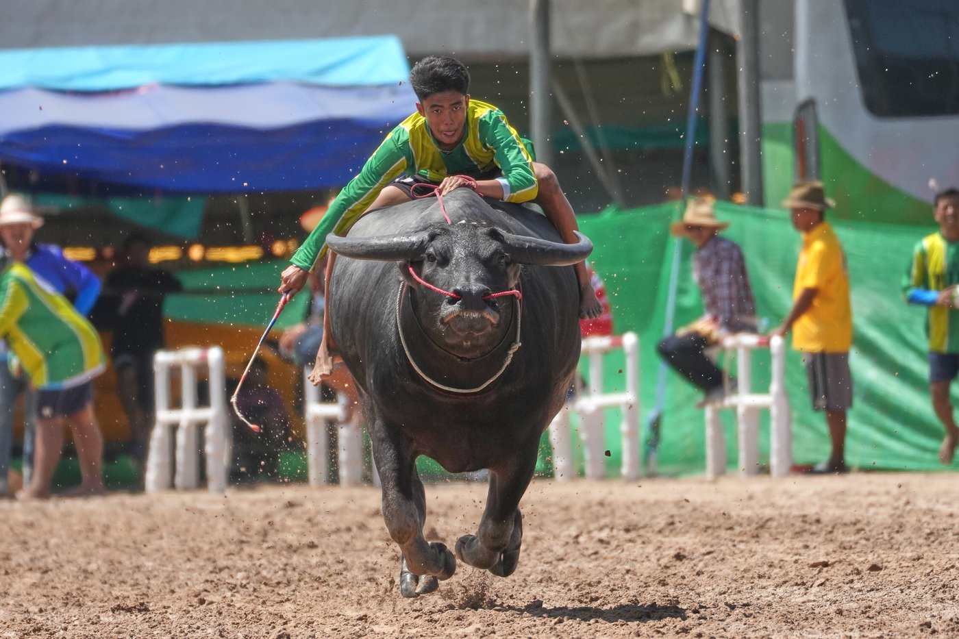 Photos show a water buffalo festival in Thailand at the start of ...