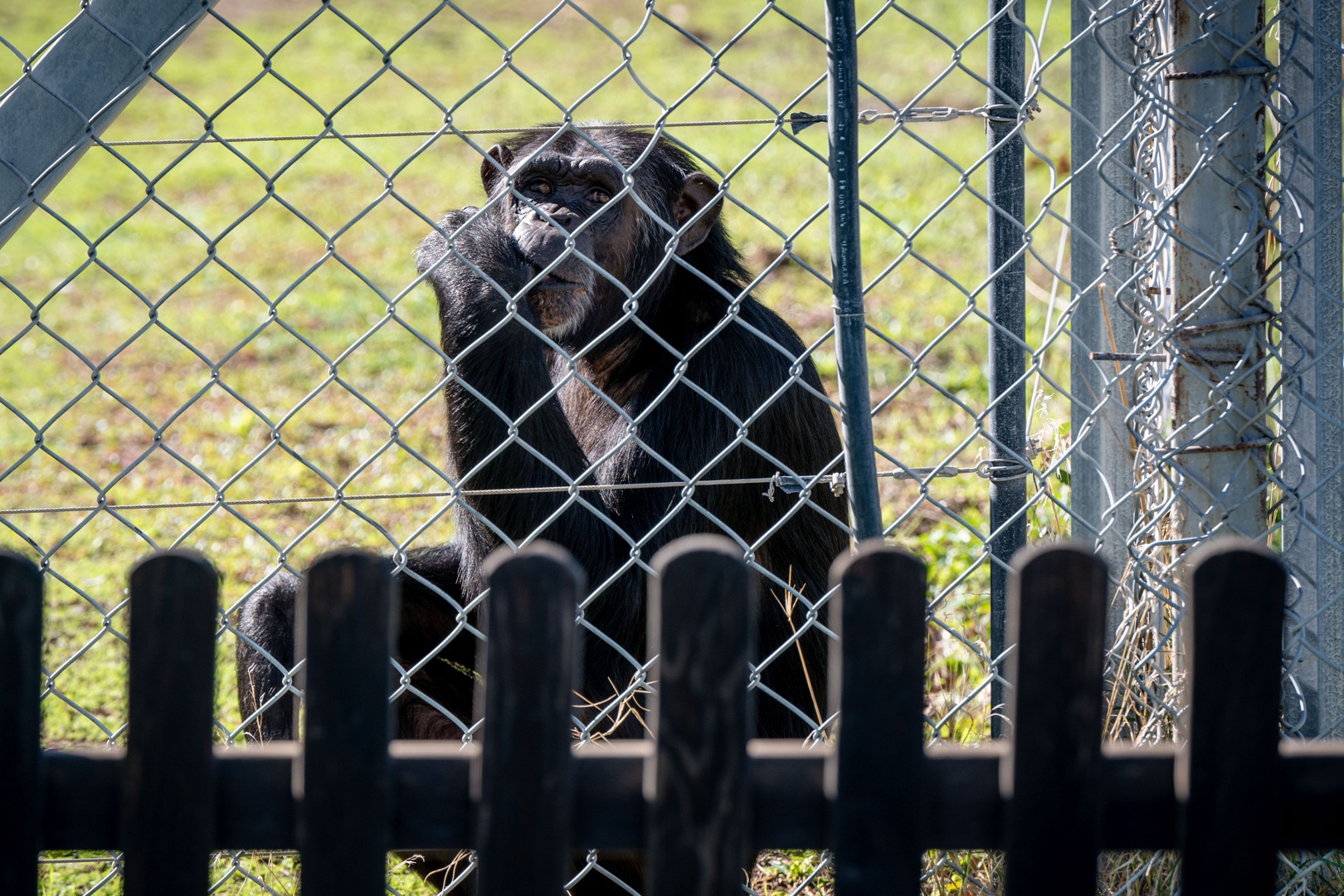 El Proyecto Gran Simio y la Fundación Animal Guardians presentarán su ...