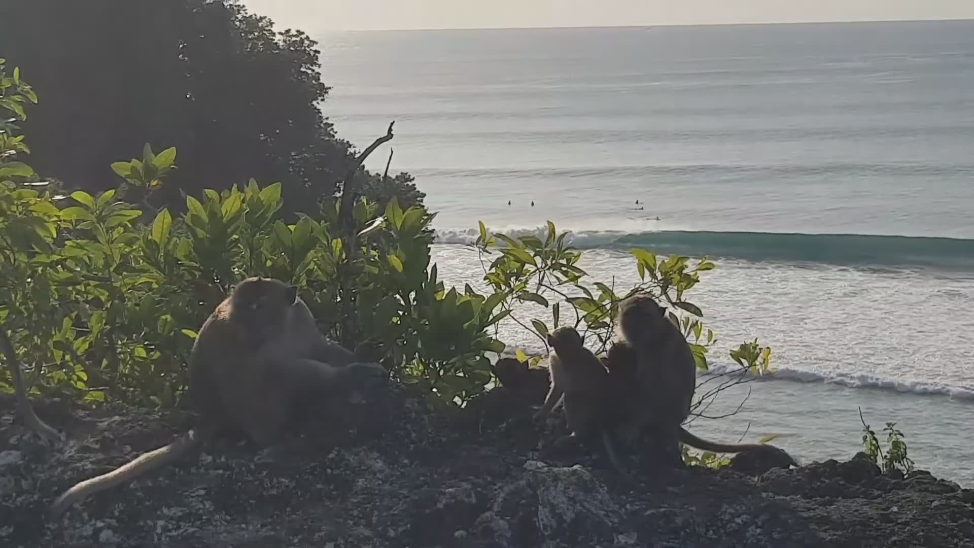 Surf monkeys