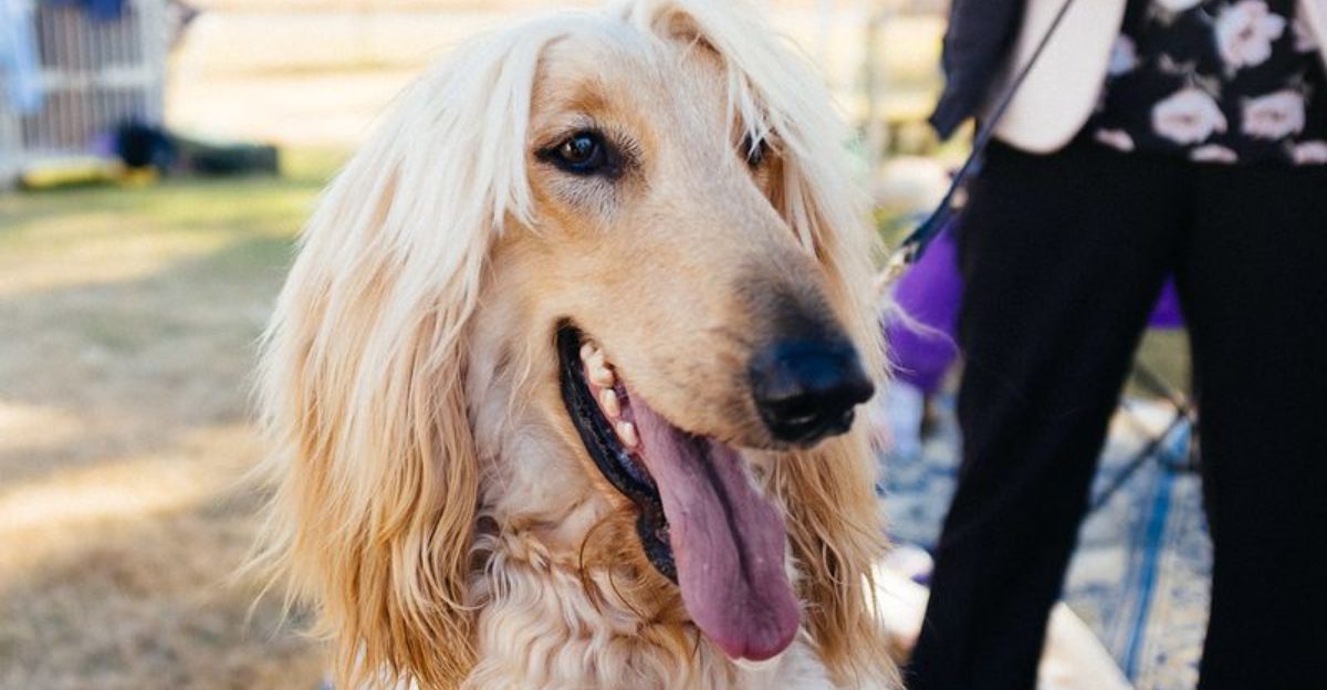 24 Most Expensive Dog Breeds and Why They Cost So Much