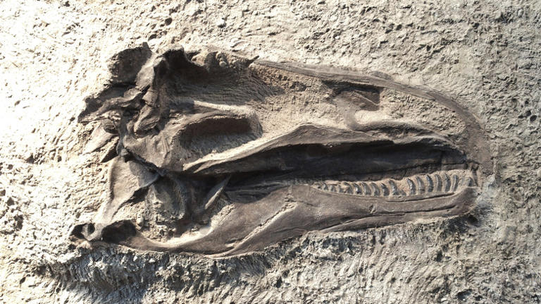 Newly Found T. Rex Blood Vessels Give A Rare Glimpse Into Dinosaur Biology