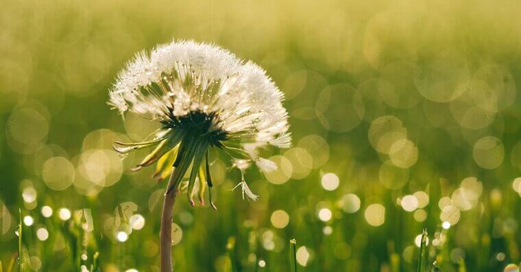 Identify and Manage the Most Common Garden Weeds