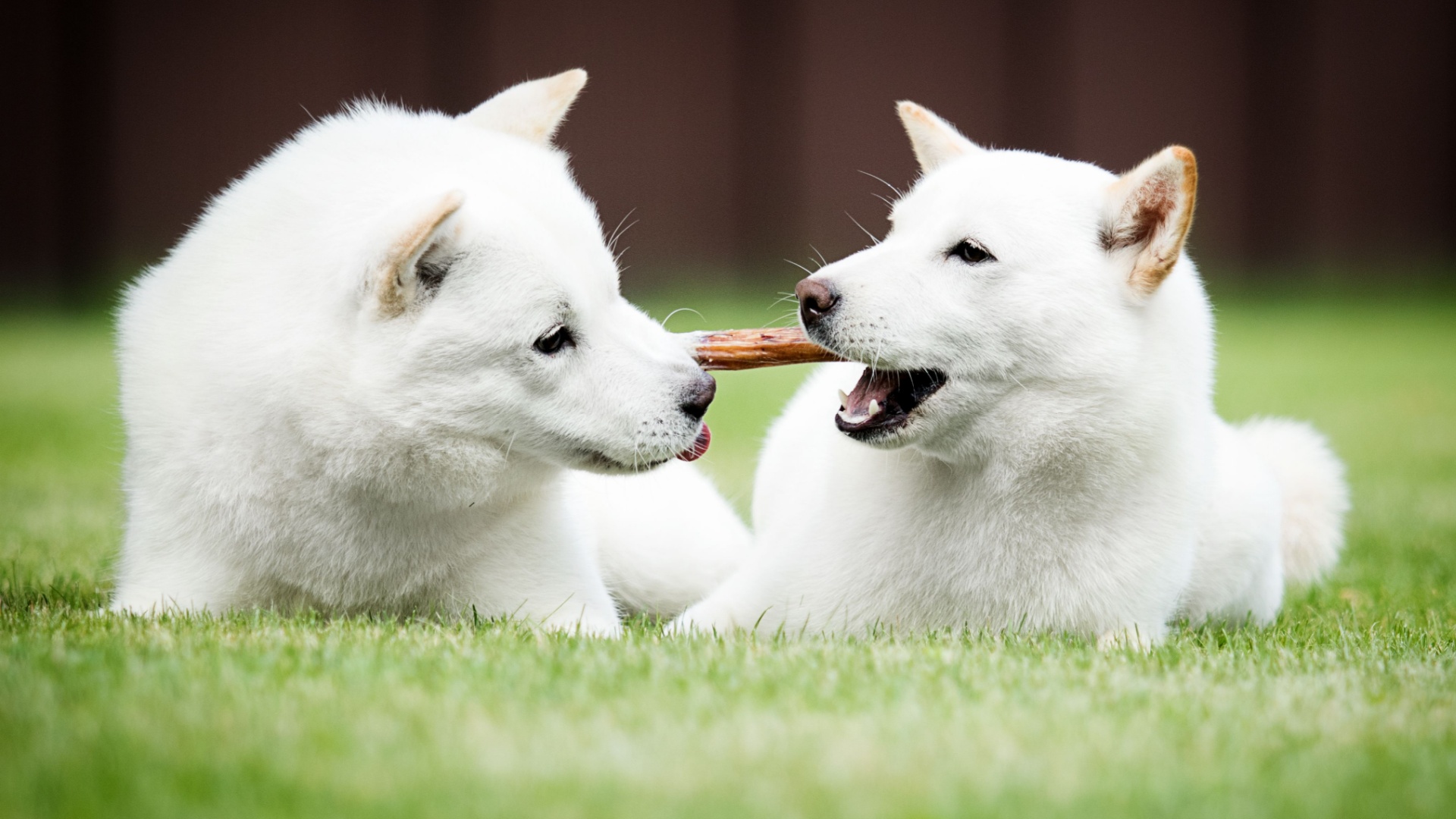 6 Japanese Dog Breeds You Might Not Know