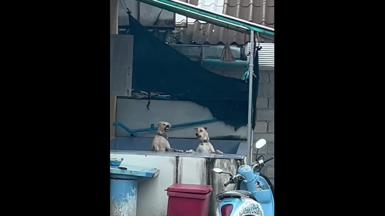 Two dogs lean on concrete ledge and observe together in Lampang, Thailand