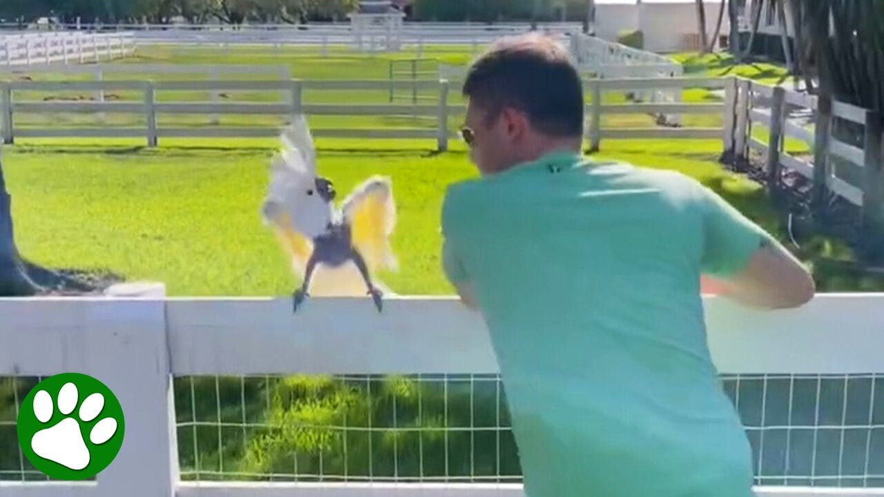 Dancing Cured Cockatoo’s Depression