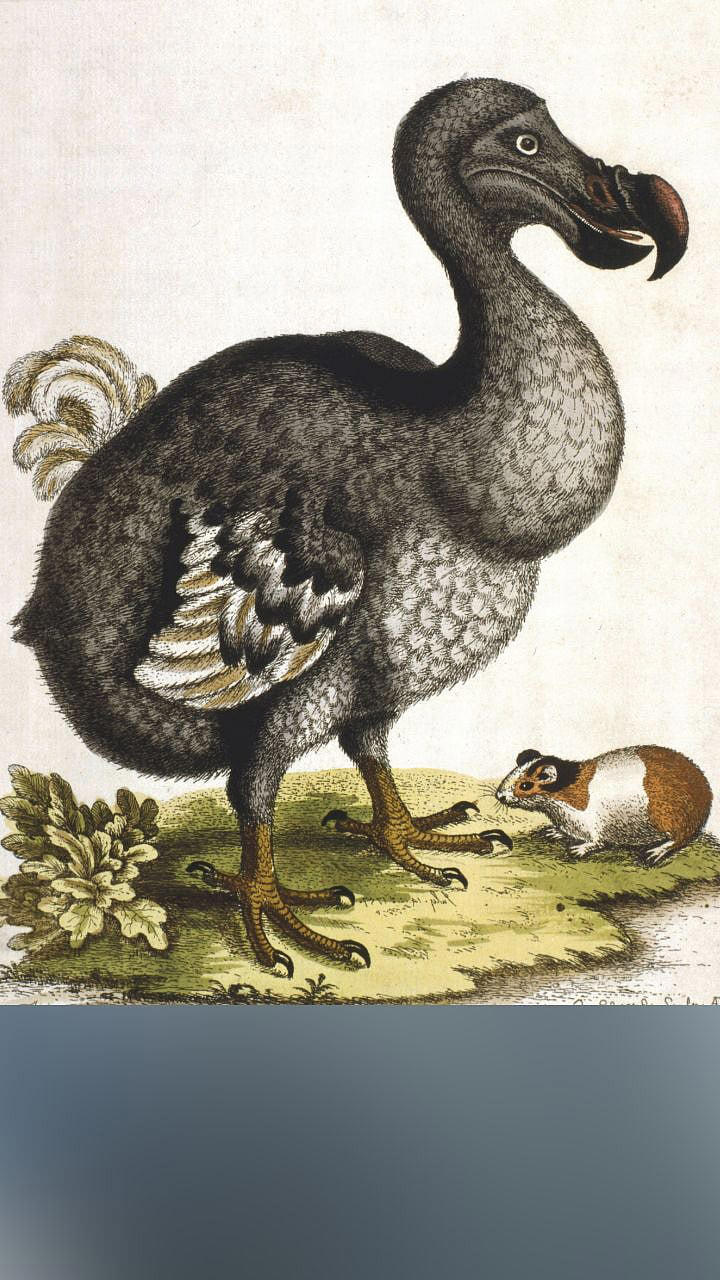 Dodo Bird Return | लुप्त झालेला 'हा' पक्षी 300 वर्षांनंतर पुन्हा दिसणार?