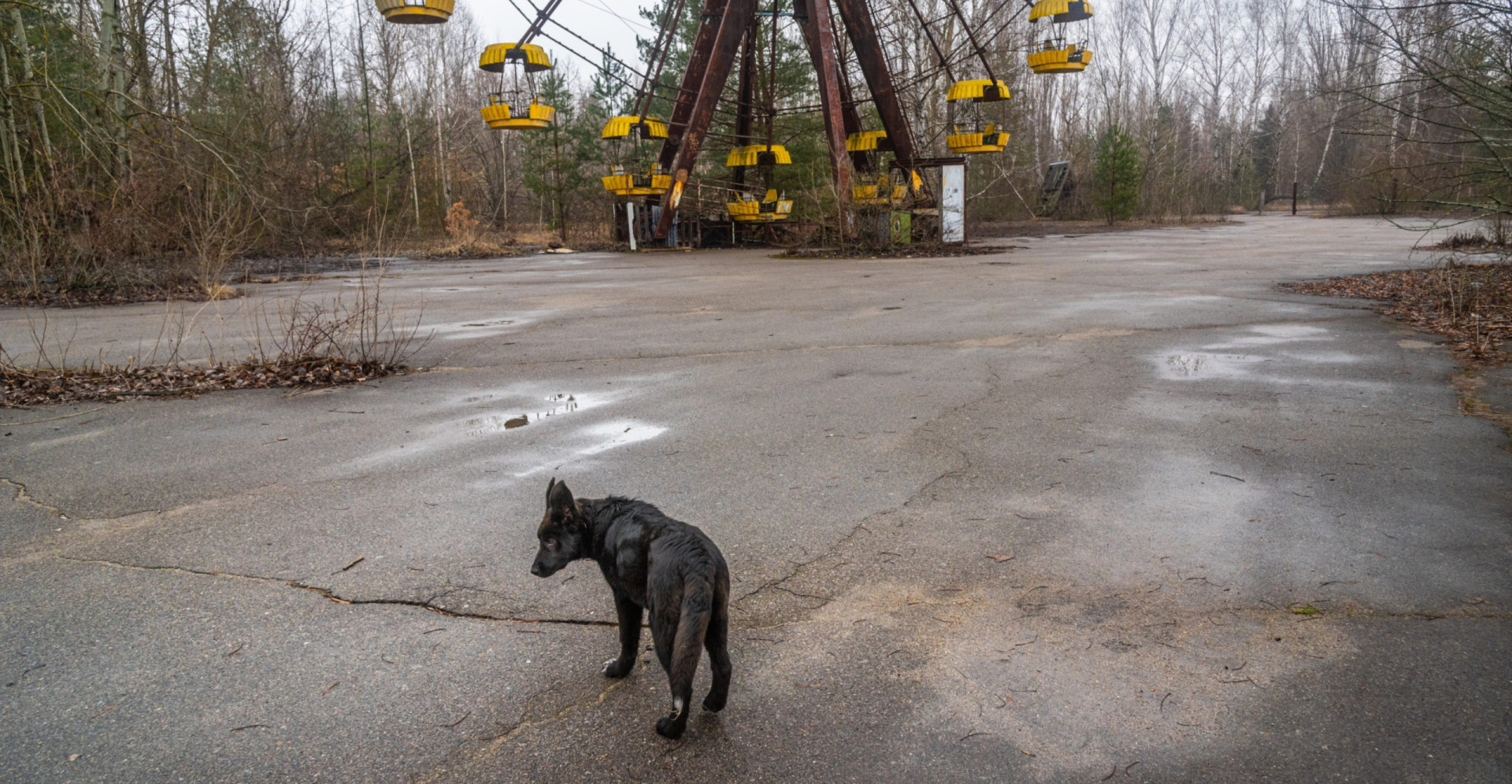 Chernobyl's legacy of radioactive animals
