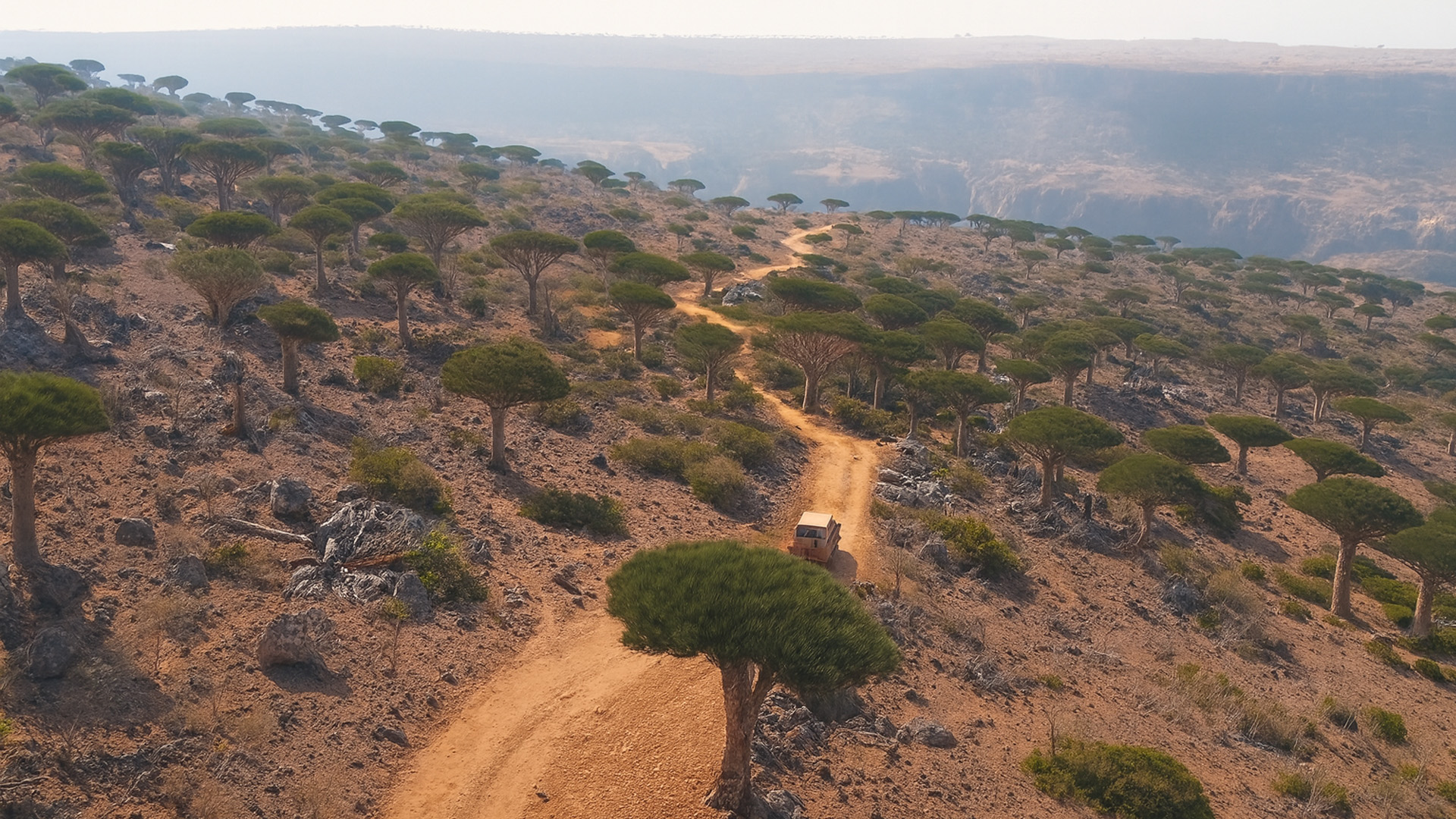 Exploring Socotra’s Dragon Blood Tree Forest – Yemen in 4K