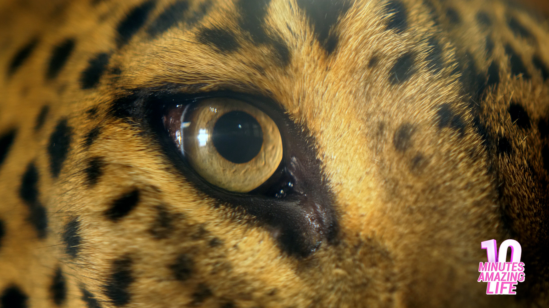 Leopard Eye Close-Up in Stunning Detail