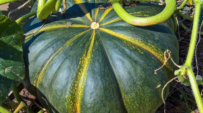 8 Winter Squash Varieties To Grow For The Best Fall Harvest