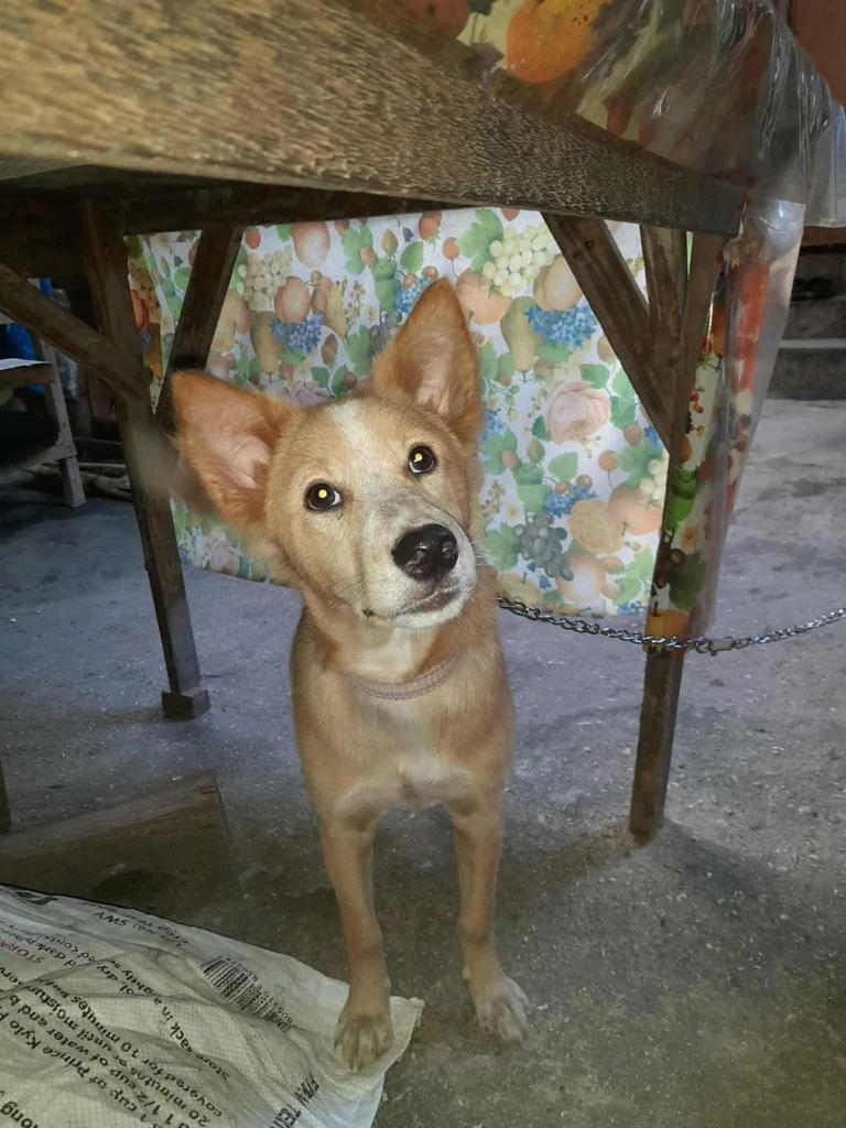 ‘Hero dog’ Luke shields family as house collapses in Cebu quake
