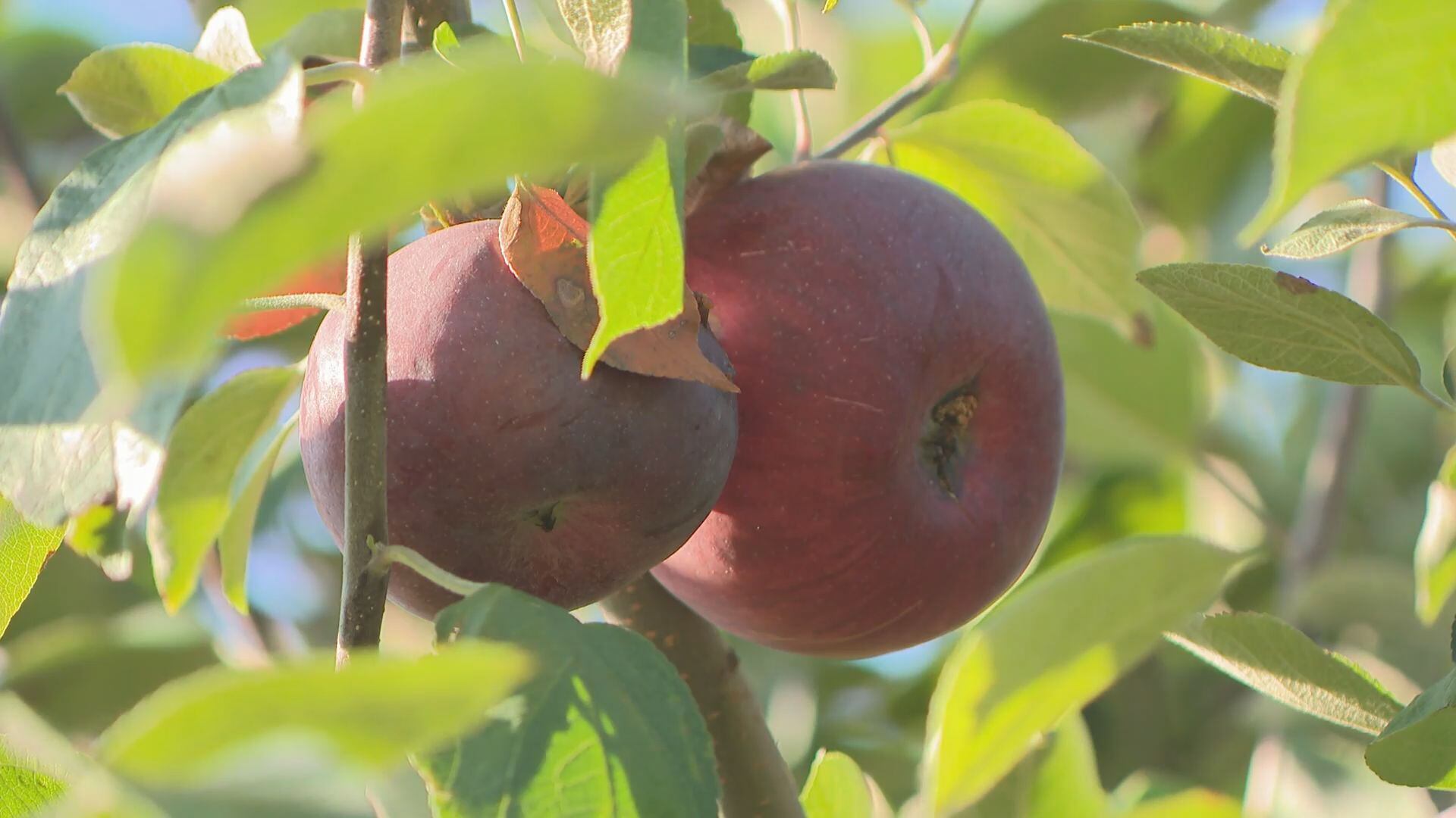 Kids to enjoy Virginia-grown apples during Crunch ‘Round the Commonwealth