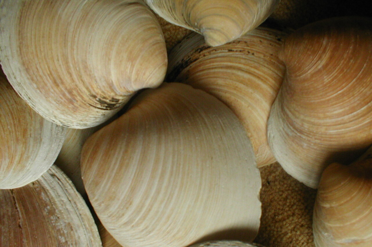 Clam shells sound alarm over unstable North Atlantic currents