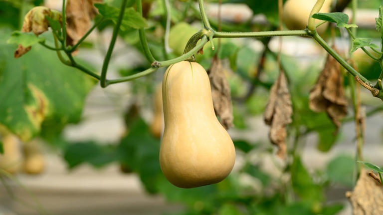 8 Winter Squash Varieties To Grow For The Best Fall Harvest