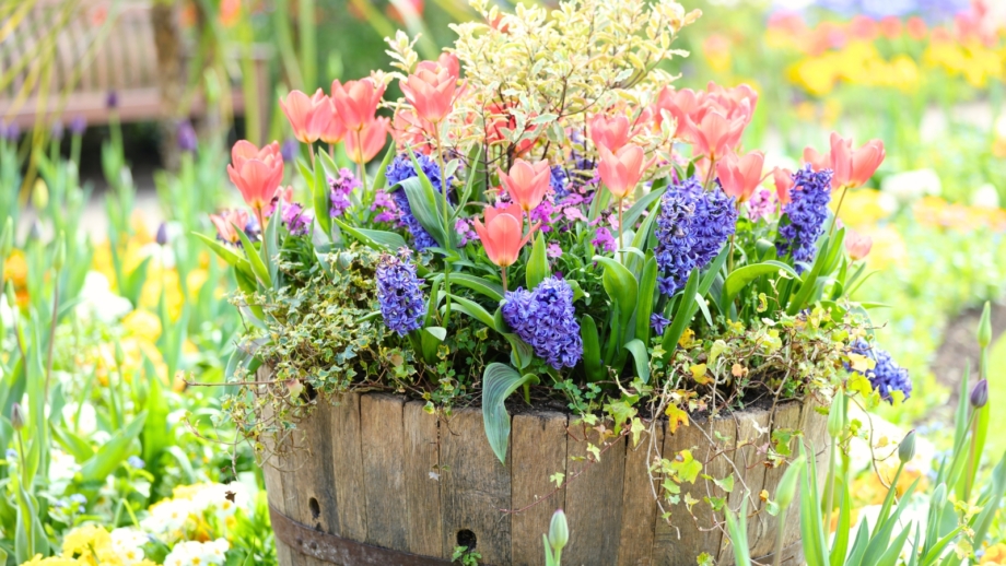 9 Beautiful Bulb Combinations to Plant Now for Stunning Spring Containers