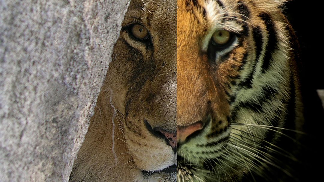 Ten Hybrid Animals You’ve Never Heard Of