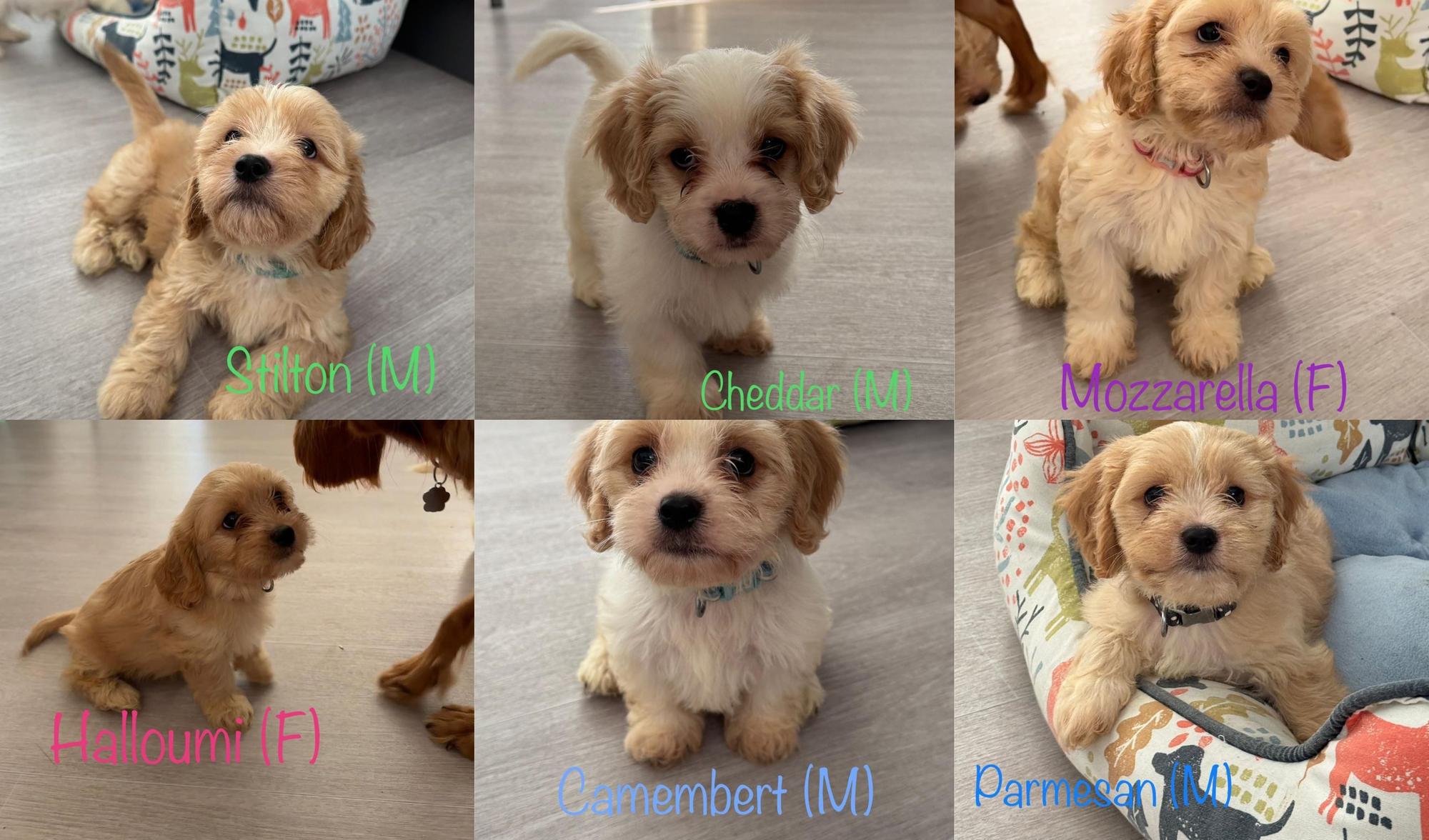 Eight-week-old Cavapoo puppies named after cheese at Northamptonshire ...