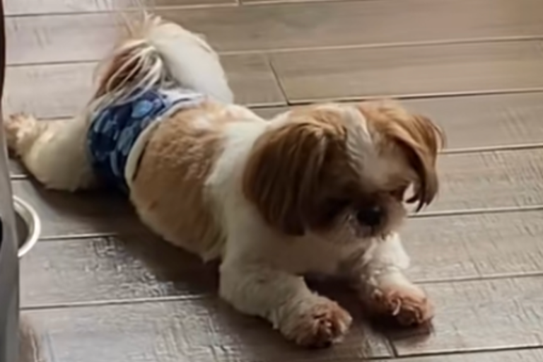 Tears at what tiny dog does when he finds stray cat: 'Don't be scared'
