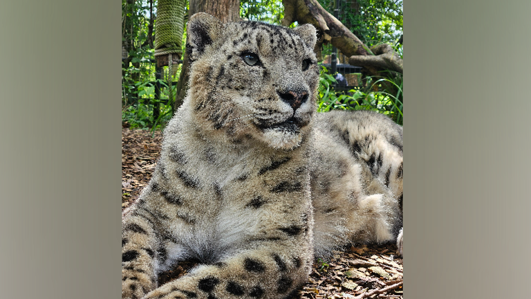 Oldest snow leopard in British zoo dies