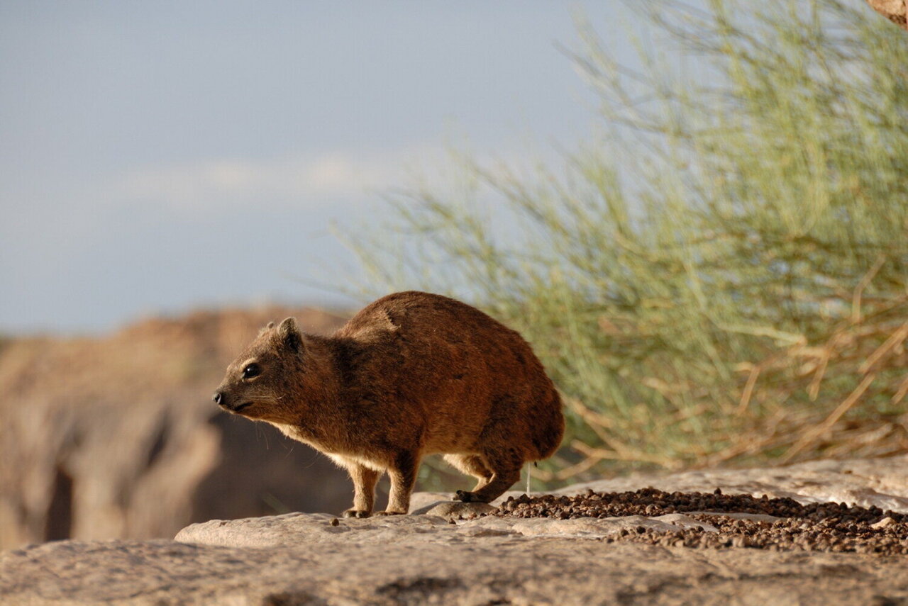 World's first known butt-drag fossil trace was left by a rock hyrax in ...