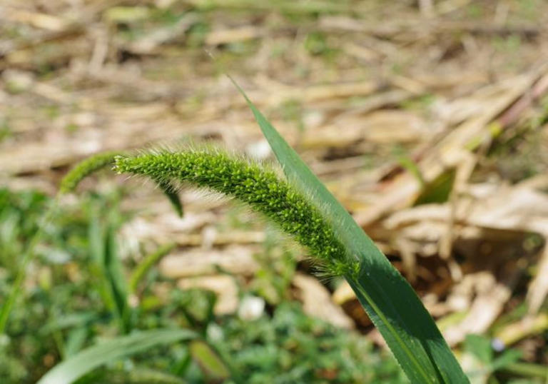 Foxtail Woes: Small Seeds Cause Big Problems For Horses