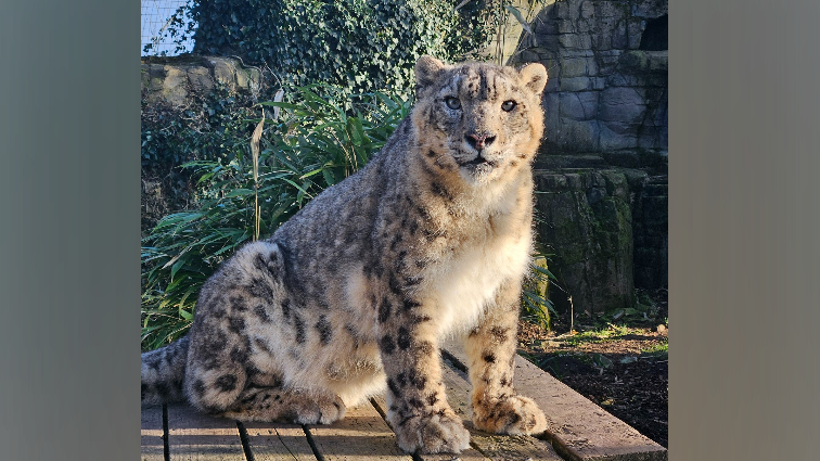 Oldest snow leopard in British zoo dies