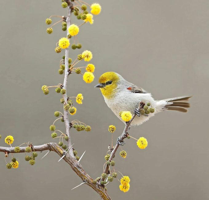 Look for a Verdin Bird in the Southwest