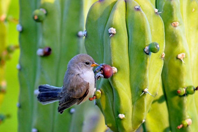 Look for a Verdin Bird in the Southwest
