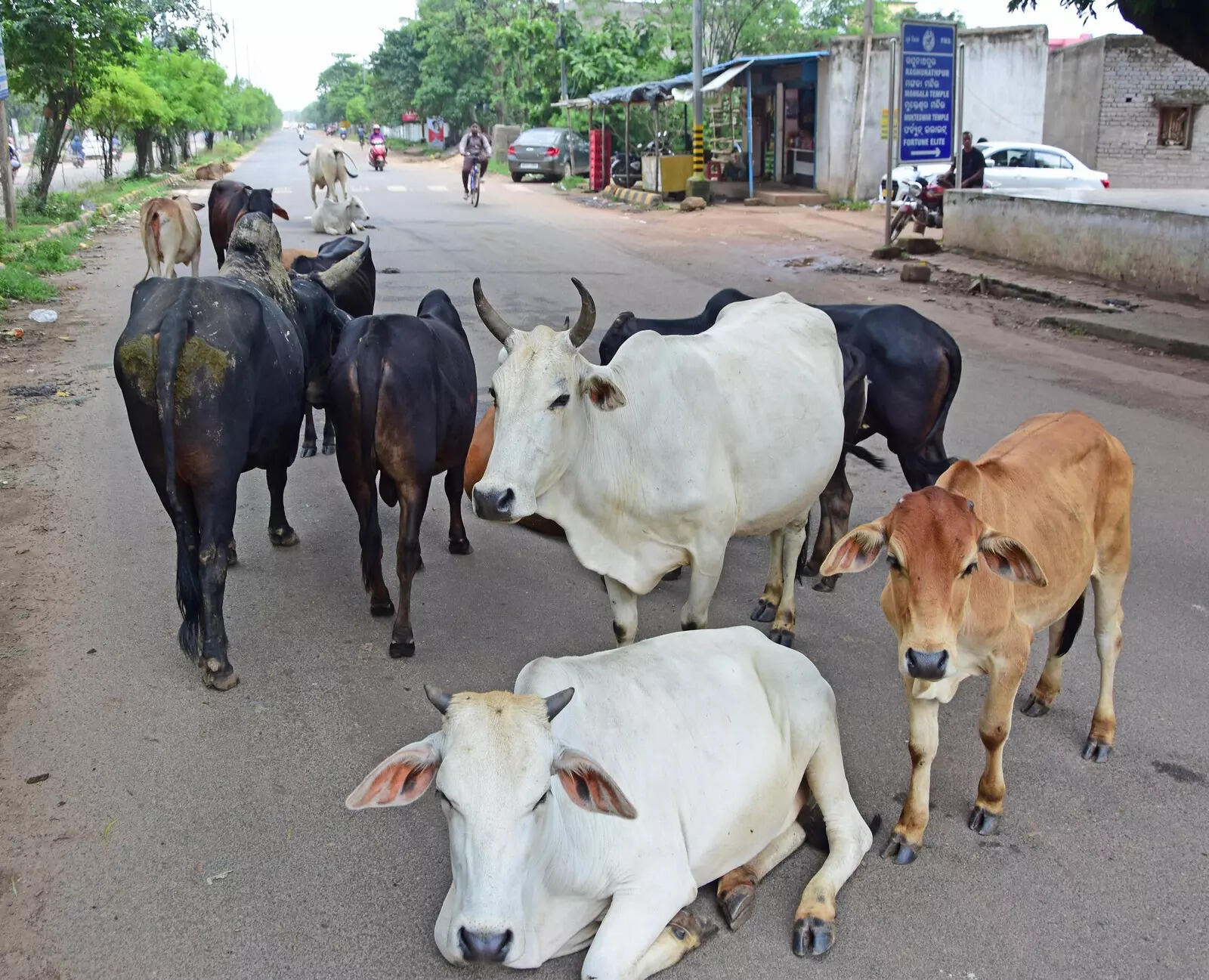 Plan for driver warning system to curb cattle-vehicle collisions
