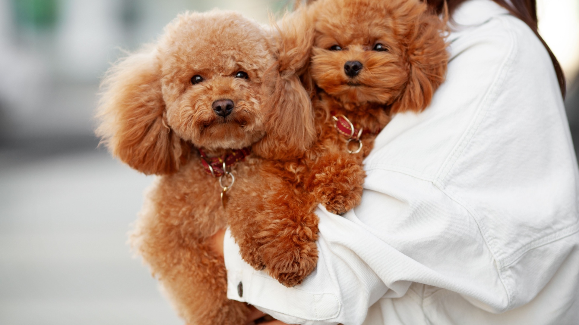 14 Dog Breeds That Don’t Smell (Much)