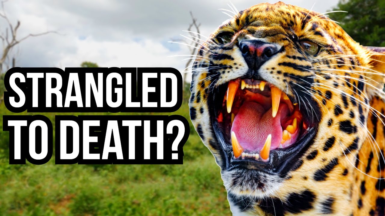 5 Astonishing Animal Attack Survival Stories