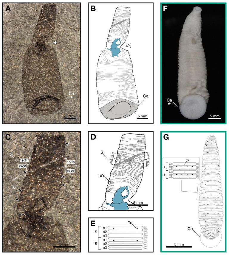 Leeches May Be 200 Million Years Older Than We Thought—and Haven’t ...