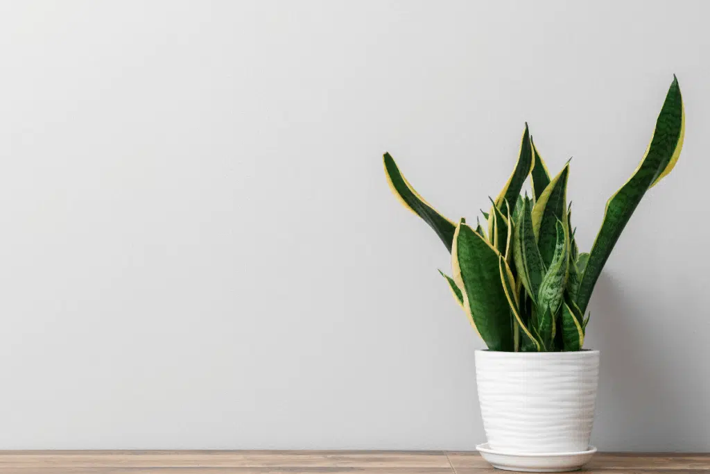 7 air-purifying houseplants that can make your home feel fresher