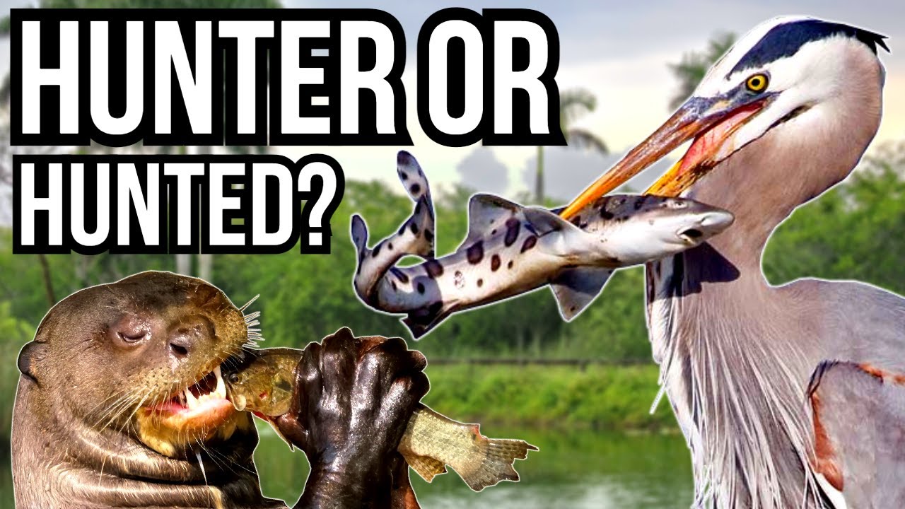 5 Animals That Reverse Famous Predator Prey Relationships