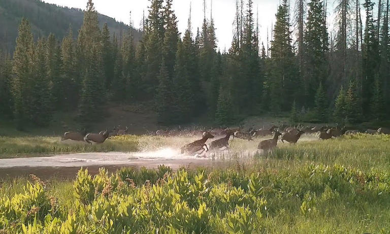 Can you spot them? Video captures mystery predators hunting elk
