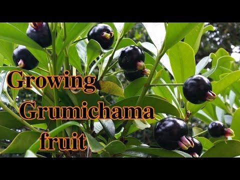 Growing Grumichama Fruiting Shrub