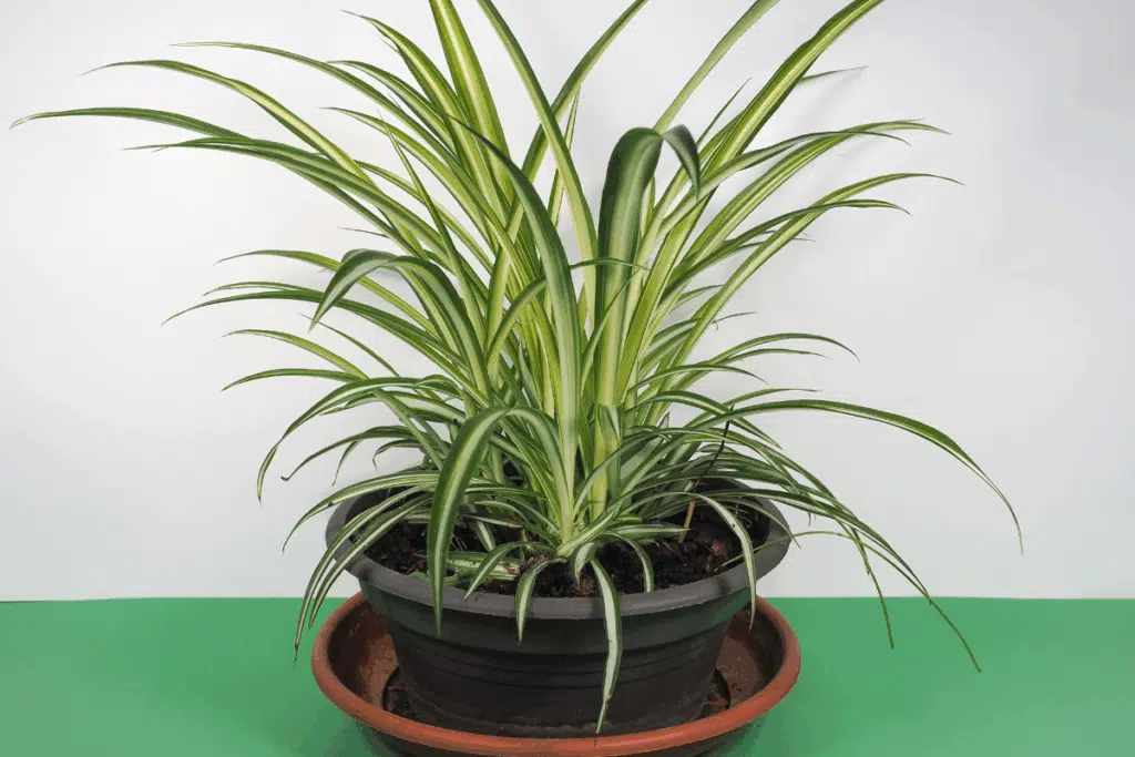 7 air-purifying houseplants that can make your home feel fresher