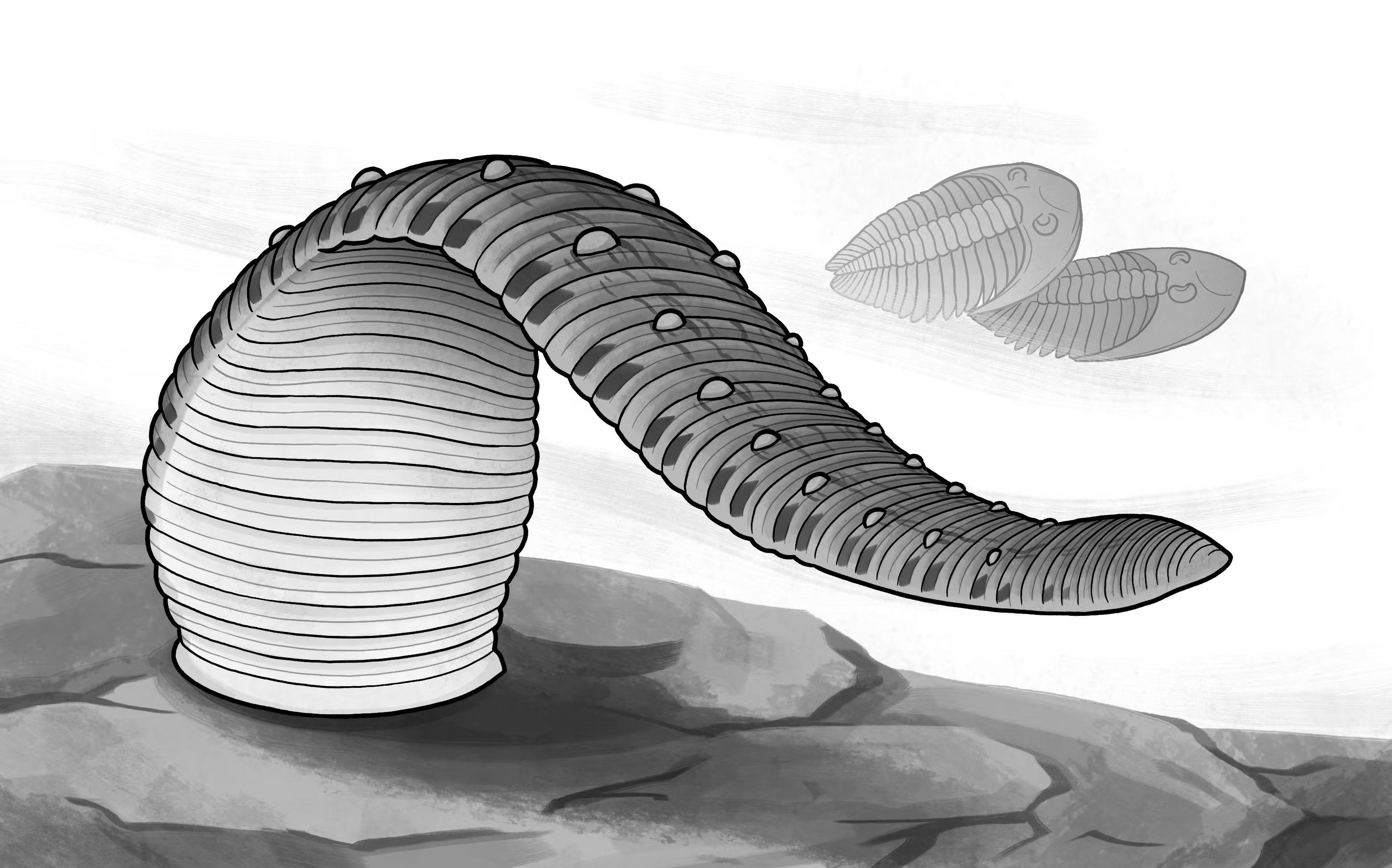 Leeches May Be 200 Million Years Older Than We Thought—and Haven’t ...