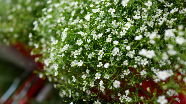 Top 12 Best Alternatives To Toxic And Invasive Baby's Breath For Your ...