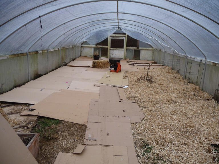 Natural Weed Control Methods for Your Garden