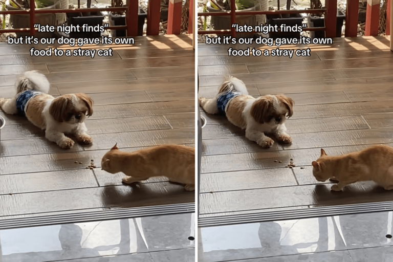 Tears at what tiny dog does when he finds stray cat: 'Don't be scared'