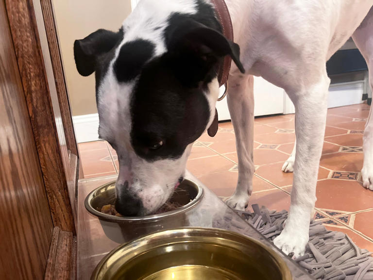 I've tested the most popular fresh dog food brands with my pup, and ...