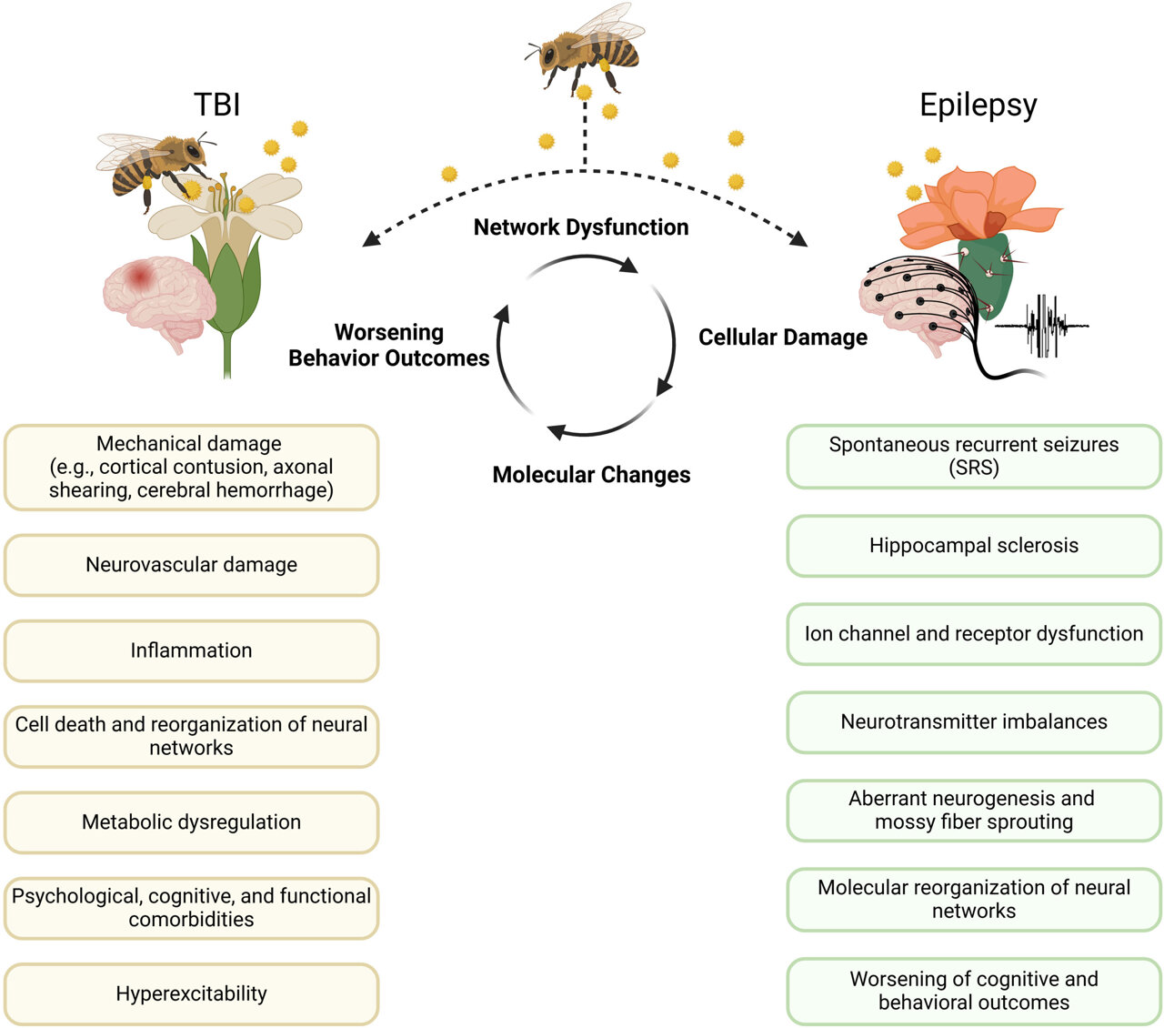 30 years of post-traumatic epilepsy research: Where do we stand?