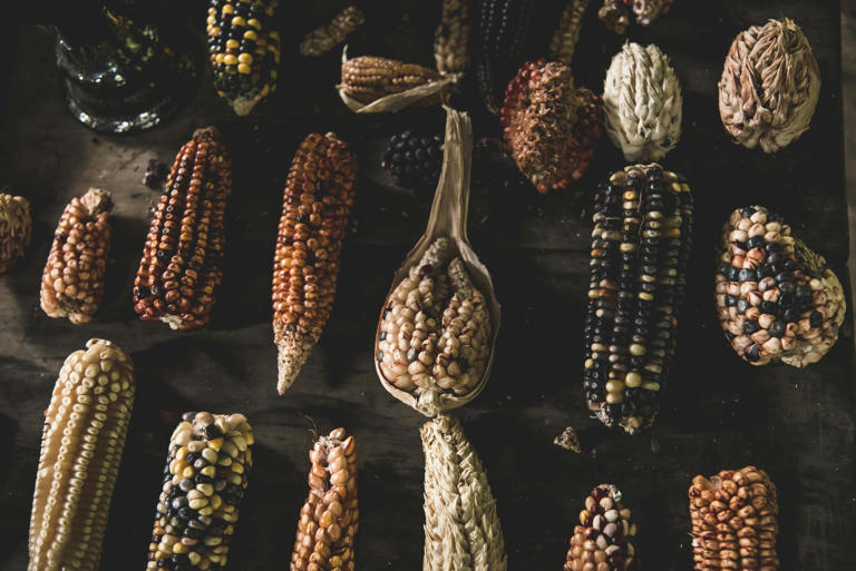 Cuándo acaba la temporada de maíz cacahuazintle