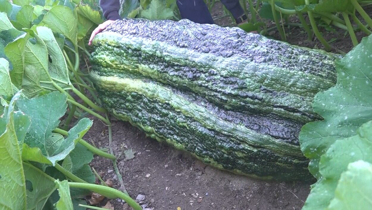 Maine woman’s giant zucchini misses setting U.S. record due to tiny crack